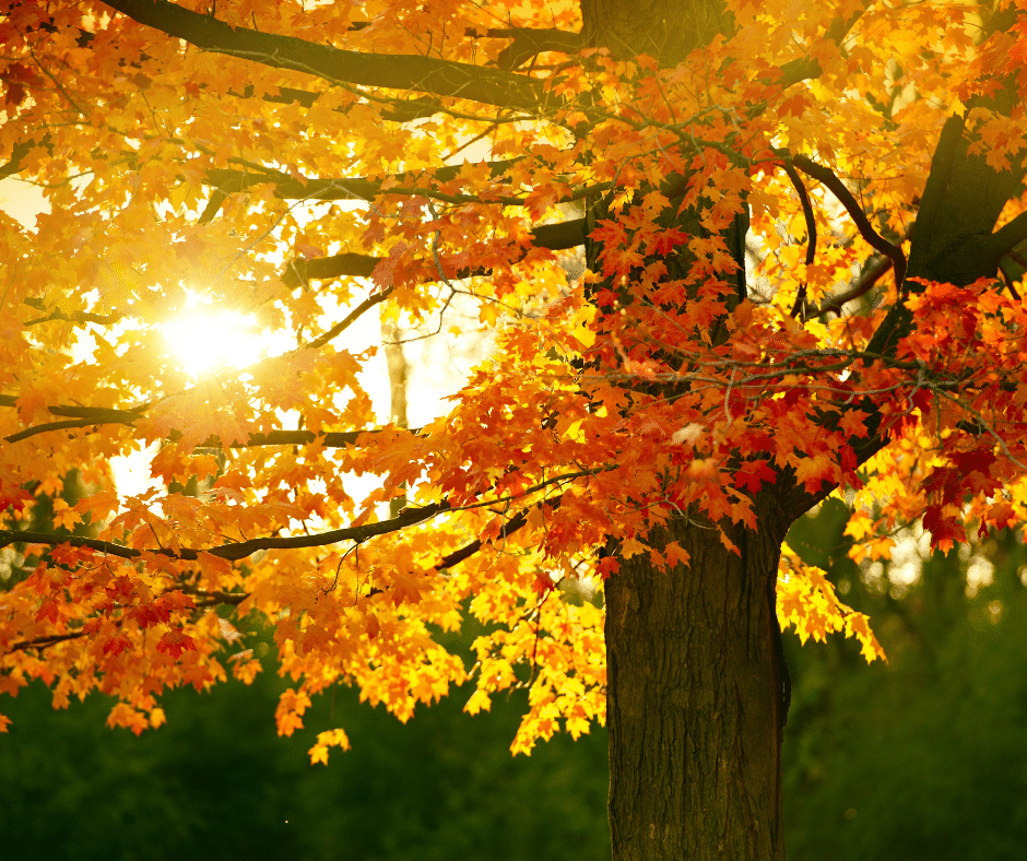 Fun Facts That Will Get You Excited About Fall