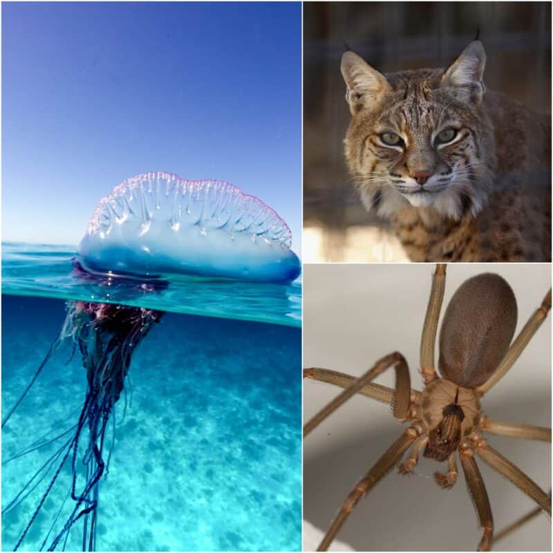Fierce and Fearless: A Journey Through the Most Dangerous Animals in ...