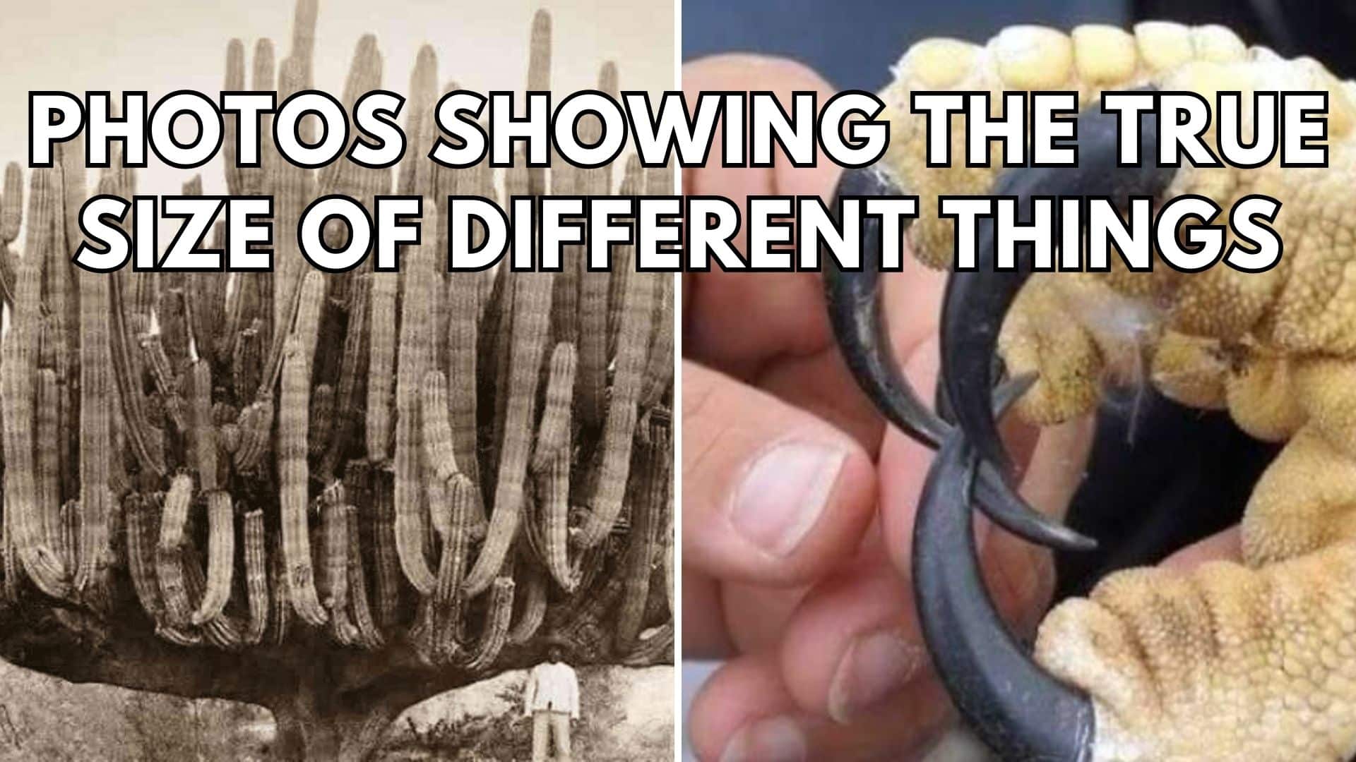 43 Curious Photos of Things That Are Much Larger Than We Thought