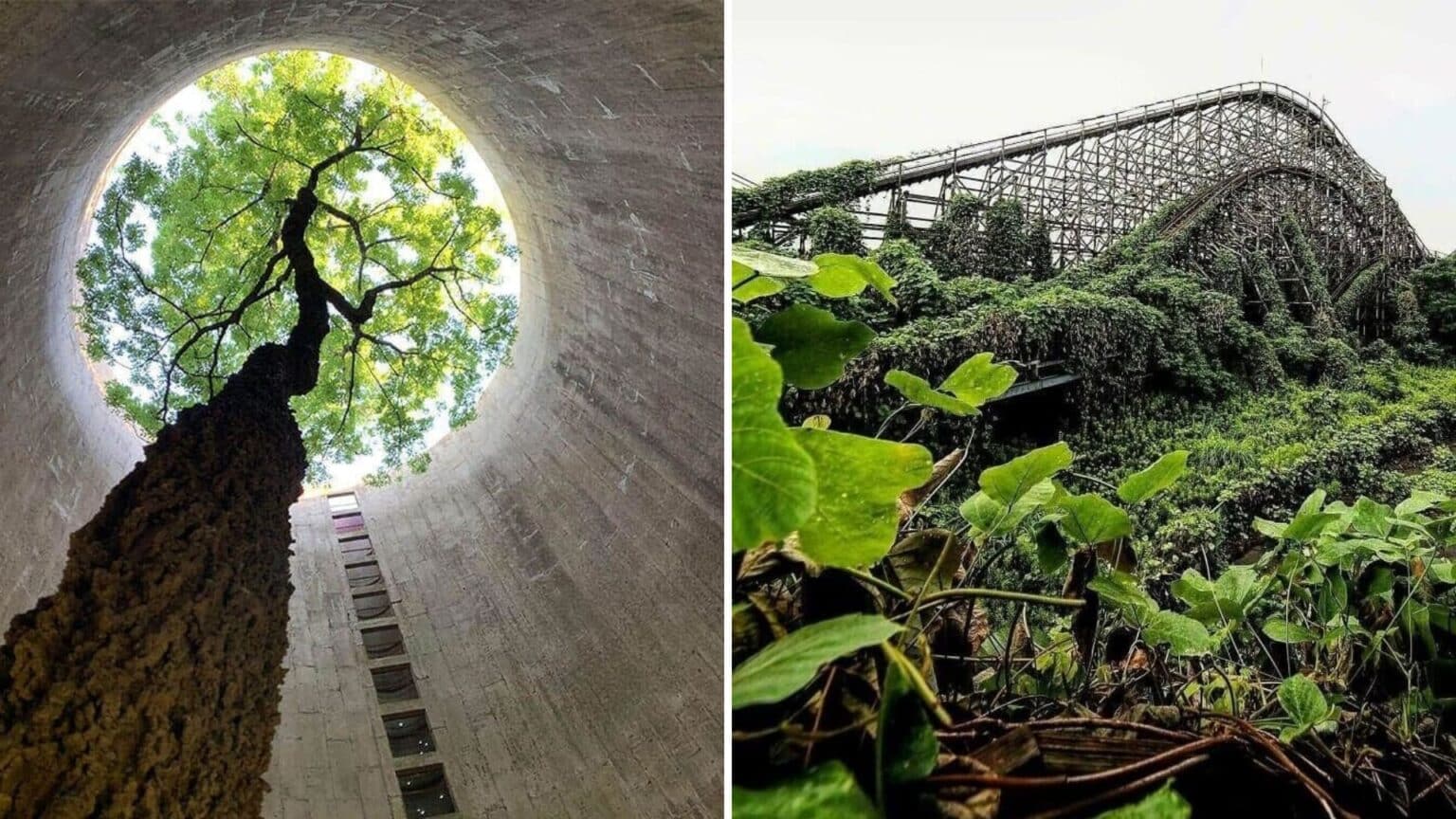 30 Photos of Nature Taking Over Places and Objects