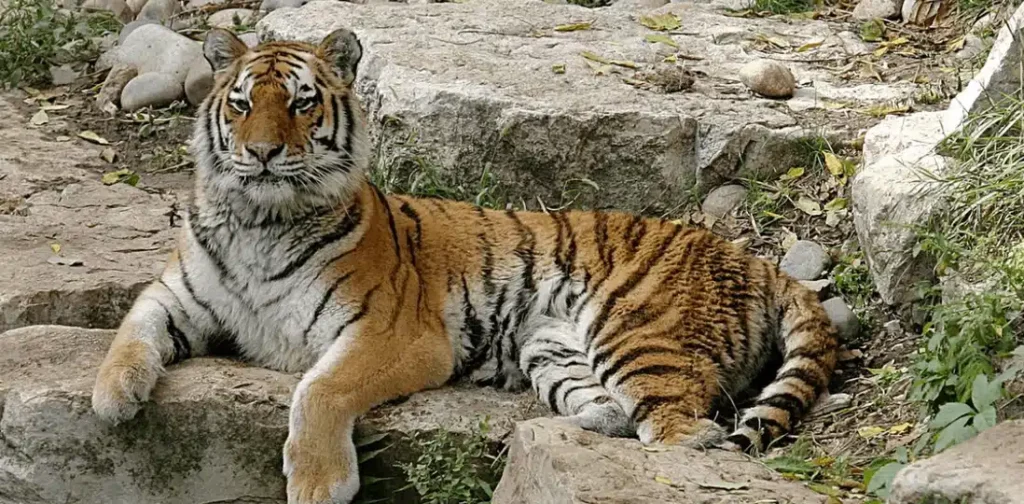 Ming, the Siberian-Bengal Tiger that lived in a Harlem, NYC apartment ...